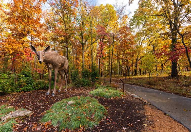 Crystal Bridges North Forest Trail - CEI